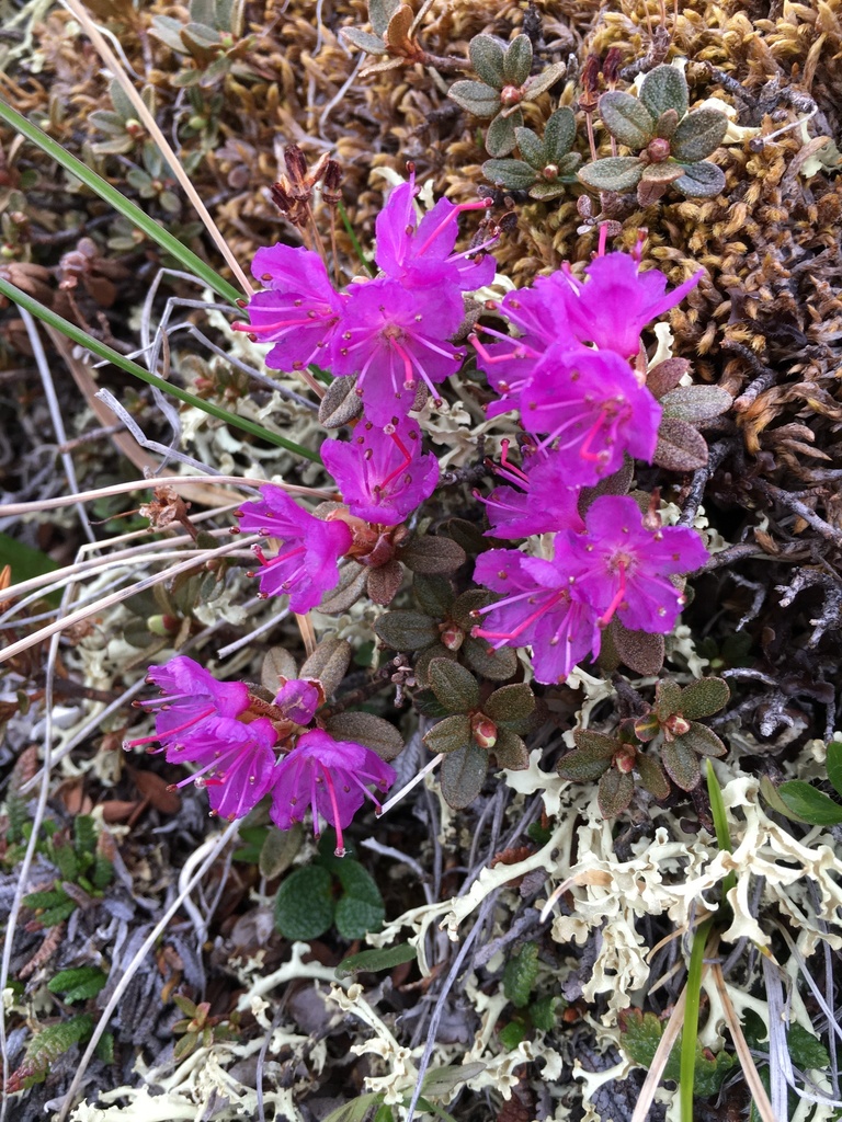 Lapland Azalea from Yukon, Unorganized, YT, CA on June 13, 2020 at 06: ...