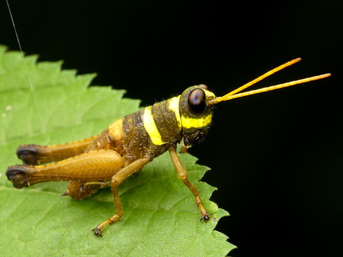 Eucosmetacris cingulata · iNaturalist