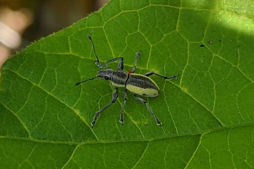 Pantomorus dorsalis · iNaturalist