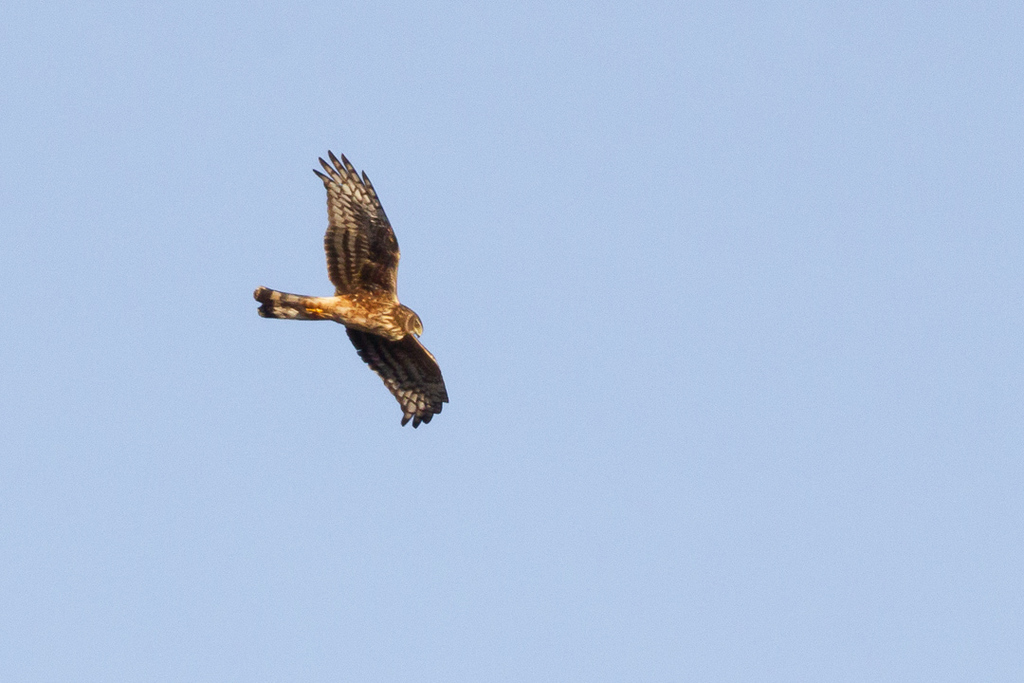 Long-winged Harrier in April 2013 by Patricia Mancilla Iglesias ...