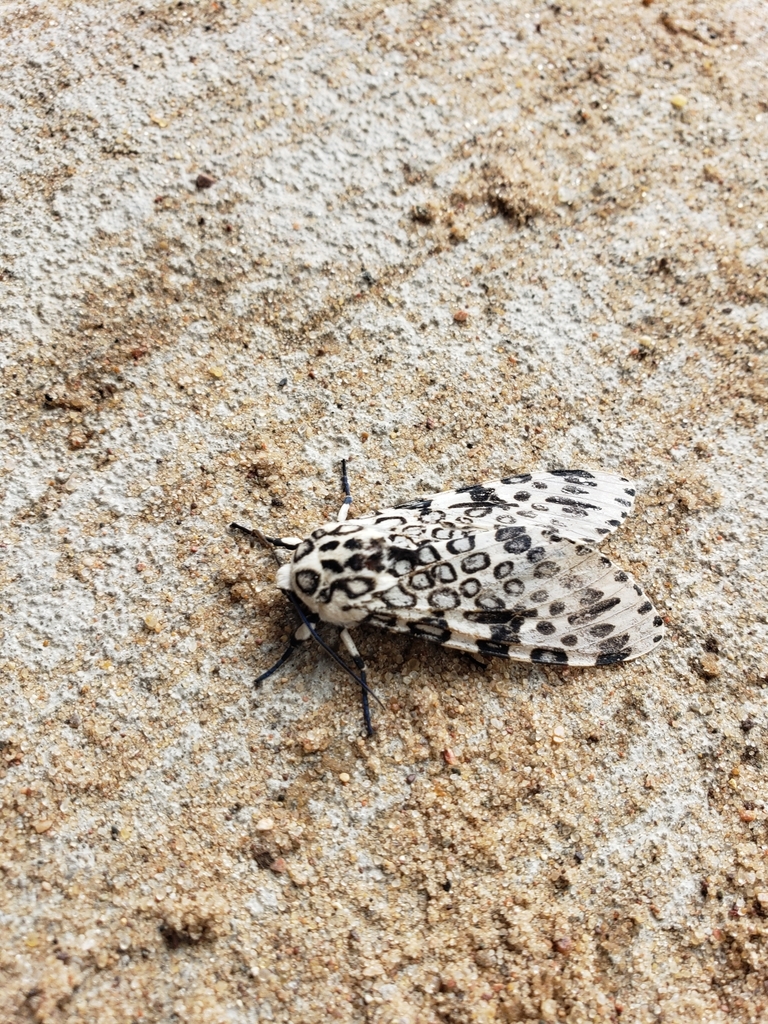 Giant Leopard Moth from Germantown, WI, USA on June 20, 2020 at 12:52 ...