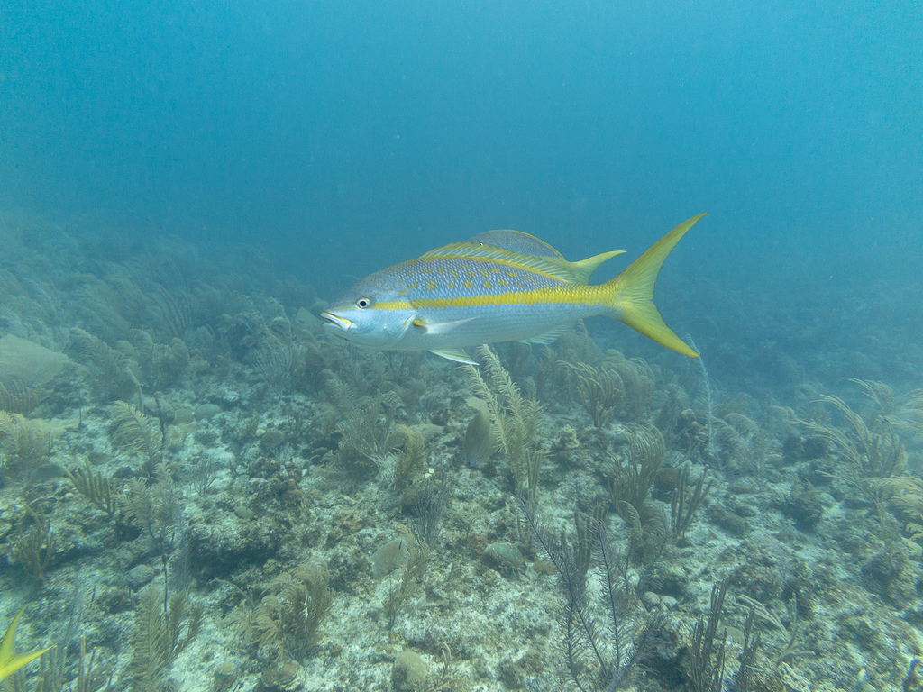 Yellowtail Snapper from Belize, Belize on May 30, 2018 at 10:29 AM by ...