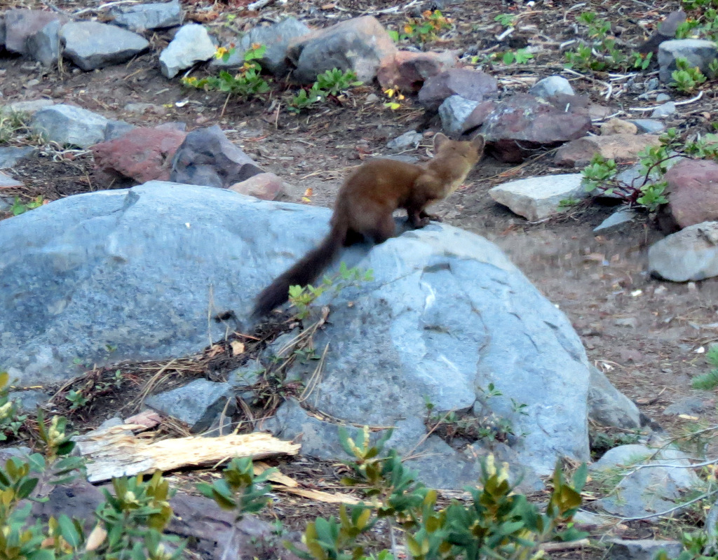 Pacific Marten in August 2013 by Marie Cerda. Sorry for the quality of ...