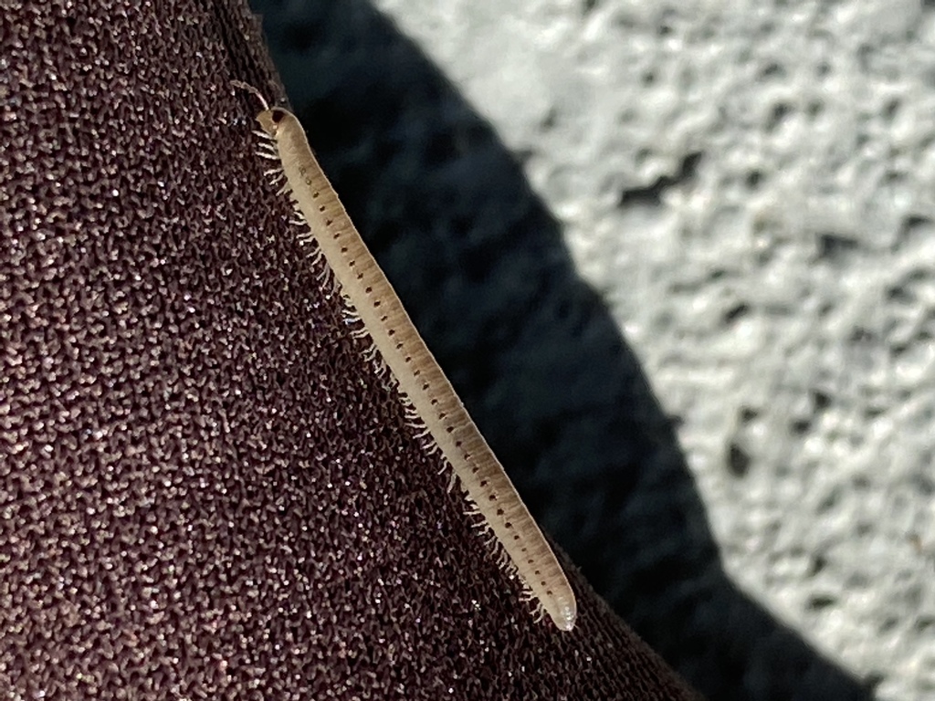 Parajulid Millipedes from NW 40th Terr, Gainesville, FL, US on June 20 ...