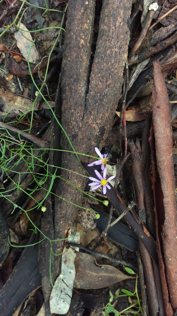 grass daisy from Lithgow, AU-NS, AU on May 20, 2017 at 10:08 AM by ...