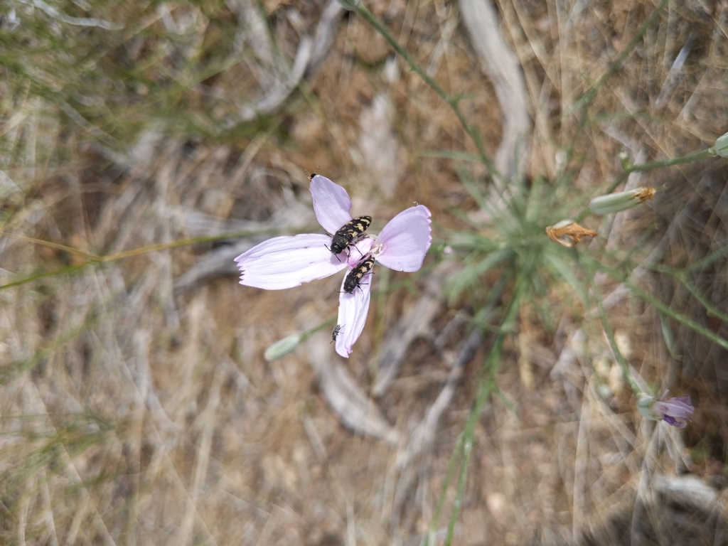 skeleton plant from Draper, UT 84020, USA on June 20, 2020 at 12:10 PM ...
