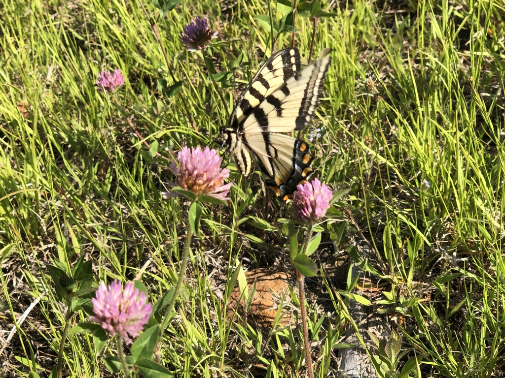 Canadian Tiger Swallowtail from Waterbury Center, VT, US on June 20 ...