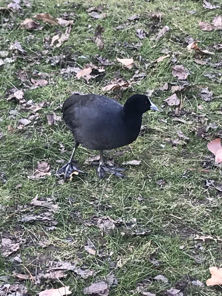 Australasian Coot from Lake Weeroona Park, Bendigo, VIC, AU on June 20 ...