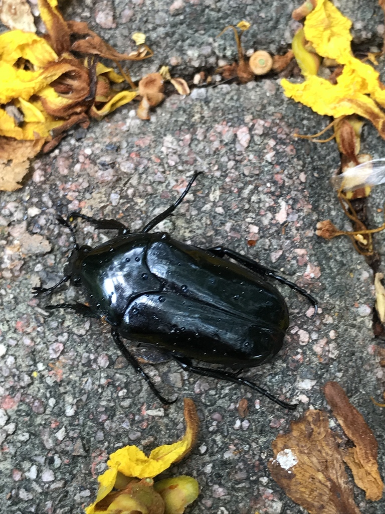 Thaumastopeus shangaicus from 博愛路一段, TW on June 21, 2020 at 11:35 AM by ...