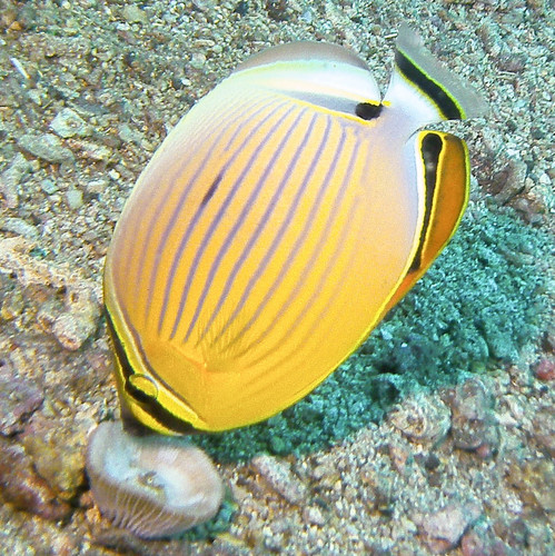 Redfin Butterflyfish (Chaetodon lunulatus) · iNaturalist