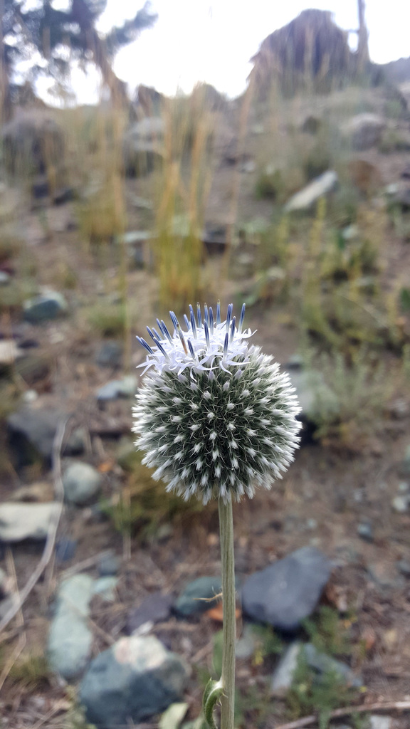 Echinops integrifolius from Bulgan, Mongolia on July 22, 2019 at 04:17 ...