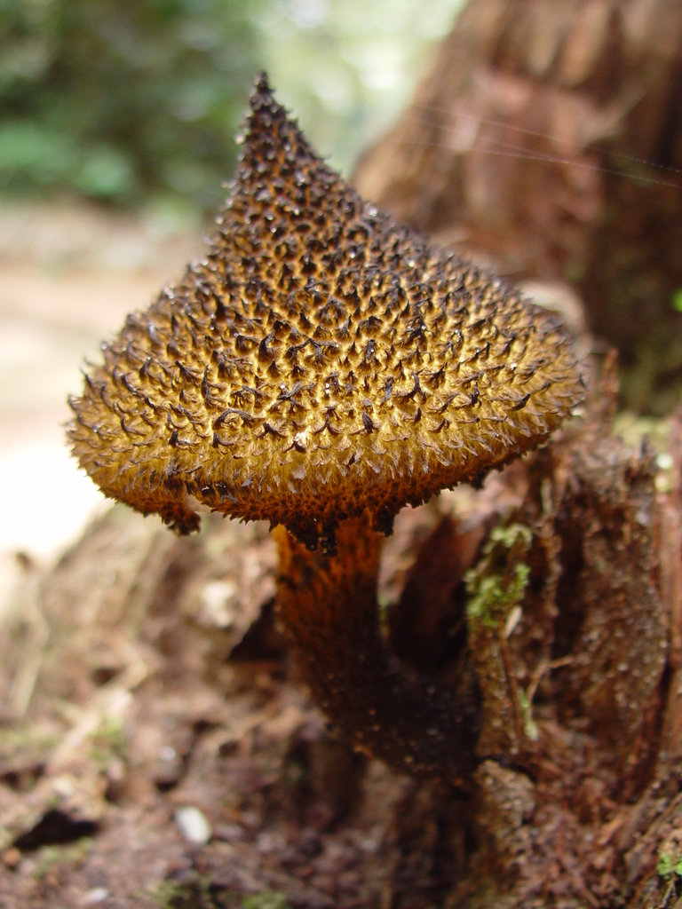Strobilomyces echinatus from Bayanga, Central African Republic on ...