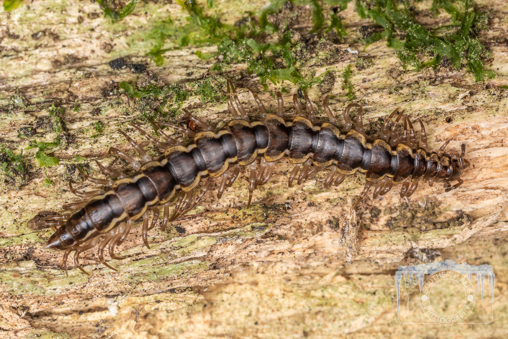 Icosidesmus from Puhi Puhi Scenic Reserve, Puhi Puhi River, Kaikoura ...