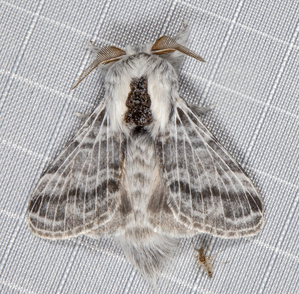 Tolype distincta from Solano County, CA, USA on June 19, 2020 at 02:16 ...