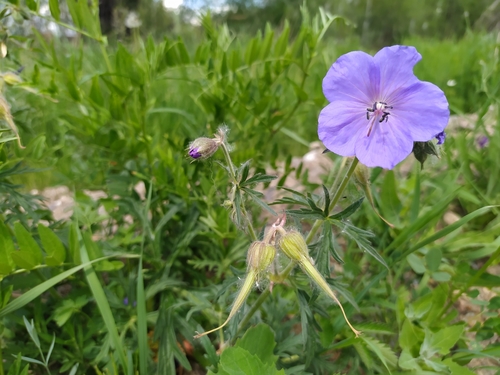 Geranium transbaicalicum · iNaturalist Mexico