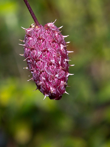 Bulbophyllum repens · iNaturalist United Kingdom