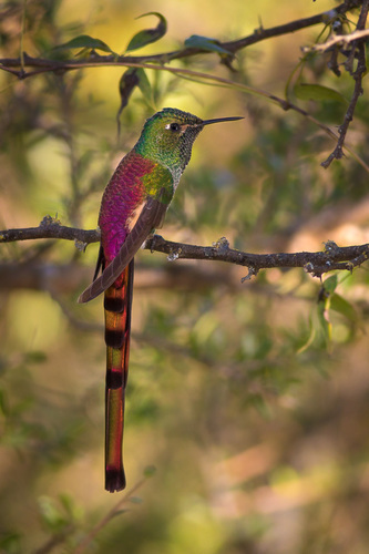 Red-tailed Comet (Sappho sparganurus) · iNaturalist United Kingdom