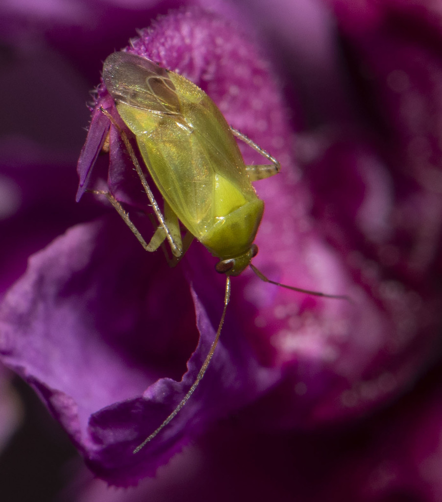 Apolygus lucorum in June 2020 by Owen Ridgen · iNaturalist