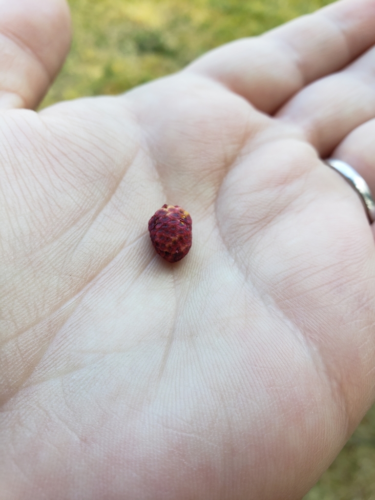 conifers from Ware, MA 01082, USA on May 13, 2020 at 10:39 AM by ...