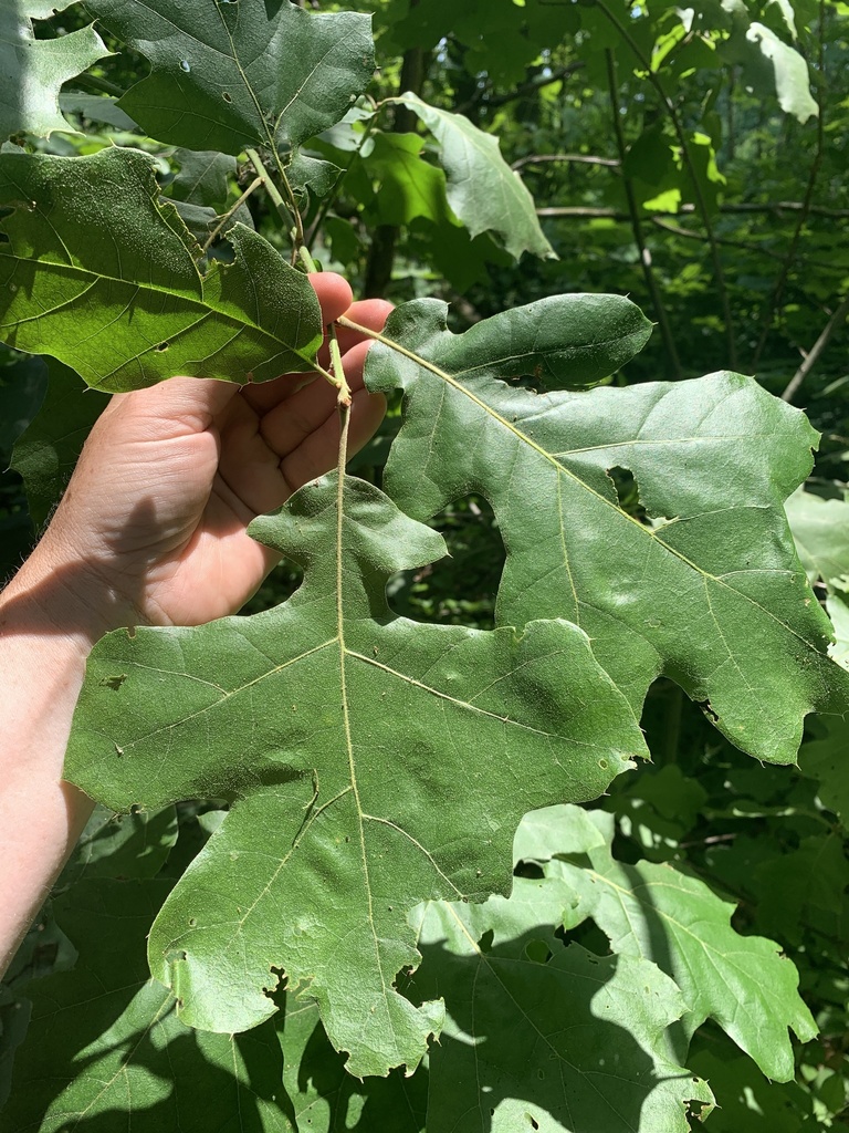 black oak from Hamilton, ON, CA on June 20, 2020 at 01:55 PM by Heather ...