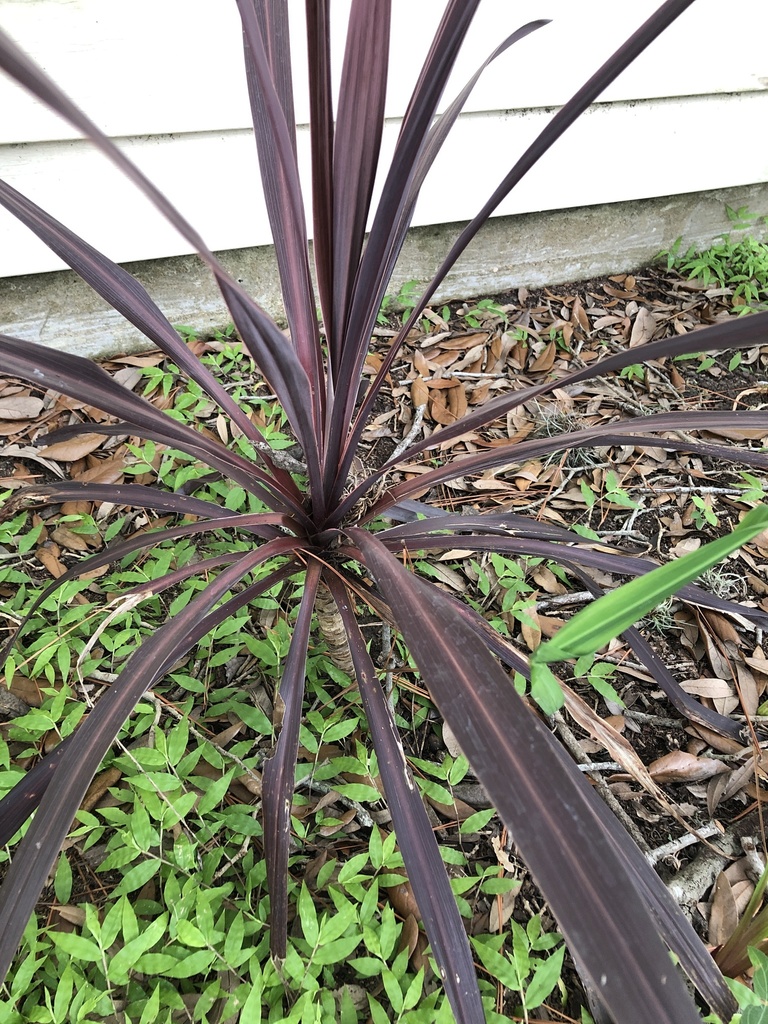 vascular plants from Blodgett St, Houston, TX, US on June 21, 2020 at ...