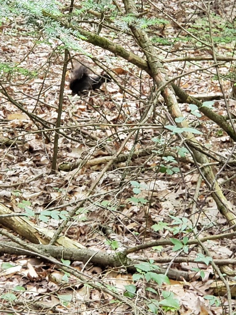 Eastern Gray Squirrel from Canton, CT 06019, USA on June 10, 2020 at 04 ...