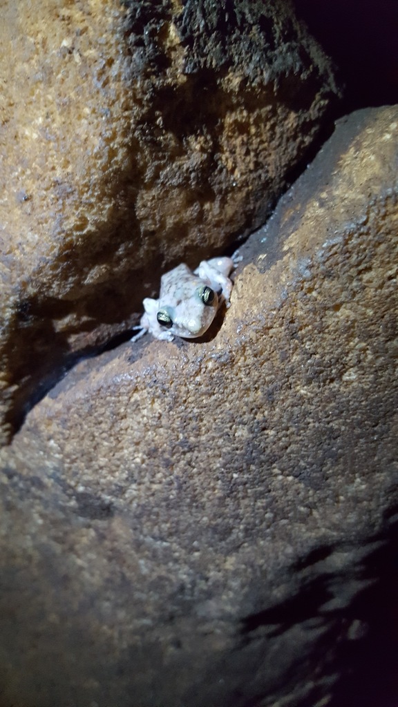 Cliff Chirping Frog in November 2017 by kvotx · iNaturalist