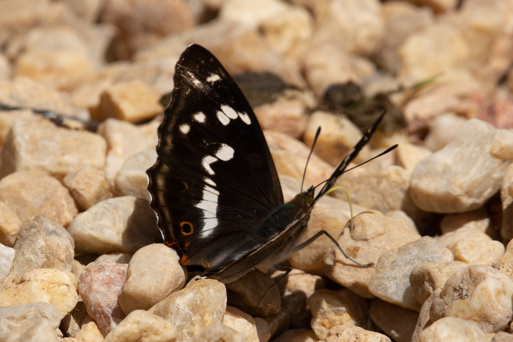 Purple Emperor from 87230 Bussière-Galant, France on June 14, 2020 at ...