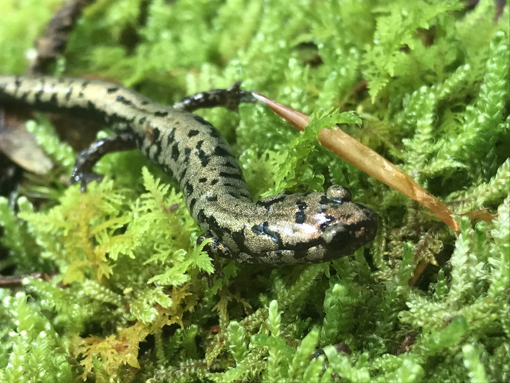 Weller's Salamander in June 2020 by Josef Uyeda · iNaturalist