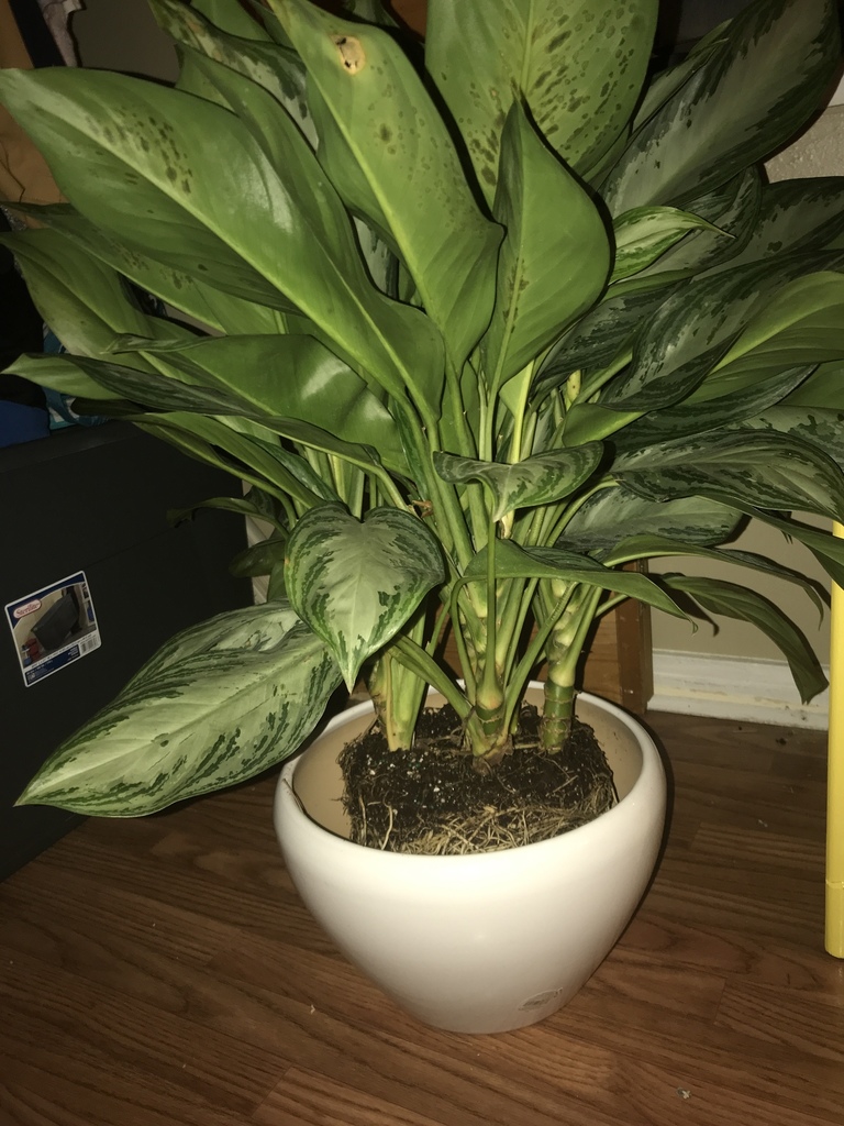 arum family from Fursman Ave, Fort Worth, TX, US on January 31, 2020 at ...