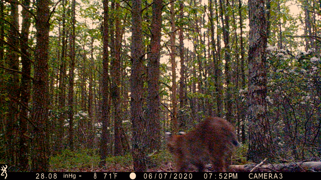 Bobcat from Hardy County, WV, USA on June 7, 2020 at 07:52 PM by ...