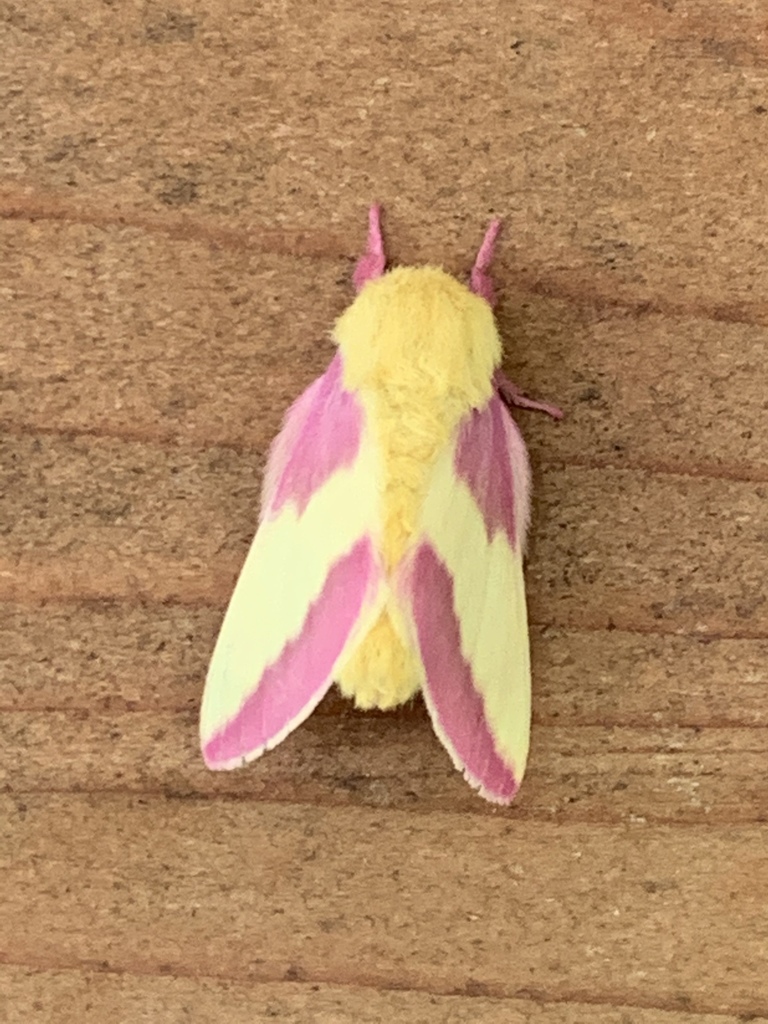 Rosy Maple Moth in June 2020 by Kristin Gutekunst · iNaturalist