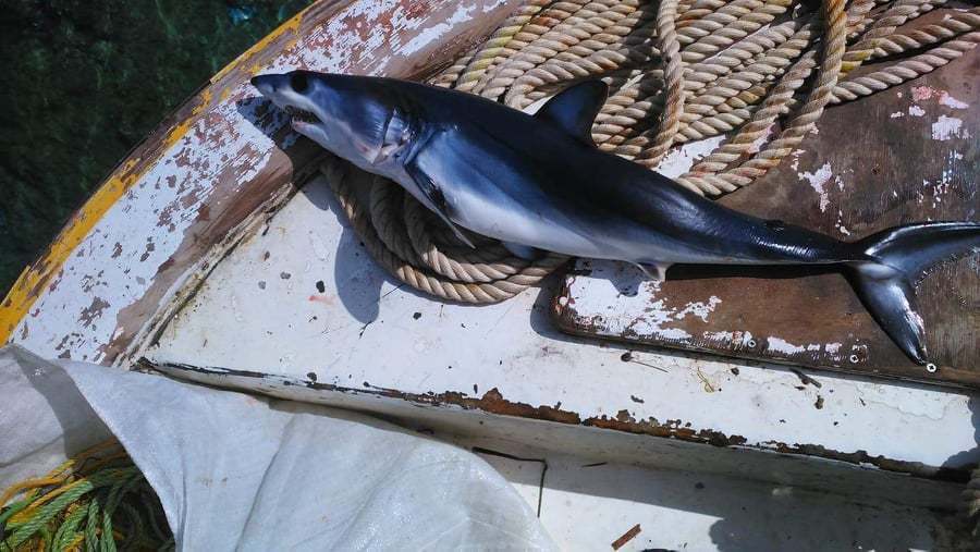 Shortfin Mako in May 2020 by iSea. Shortfin Mako · iNaturalist