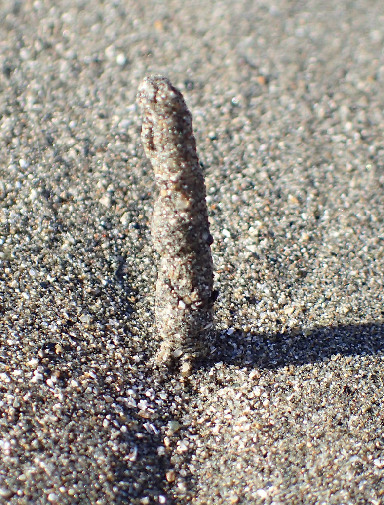 Segmented Worms from Bodega Bay, CA 94923, USA on April 30, 2017 at 07: ...