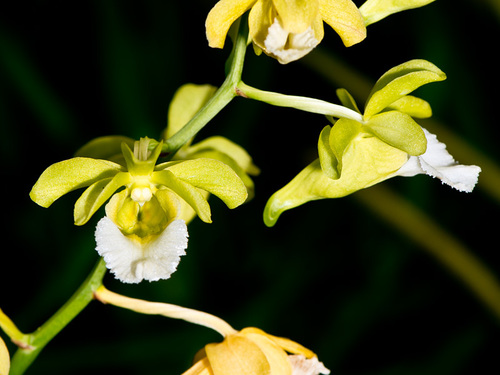 Vanda vietnamica · iNaturalist Mexico