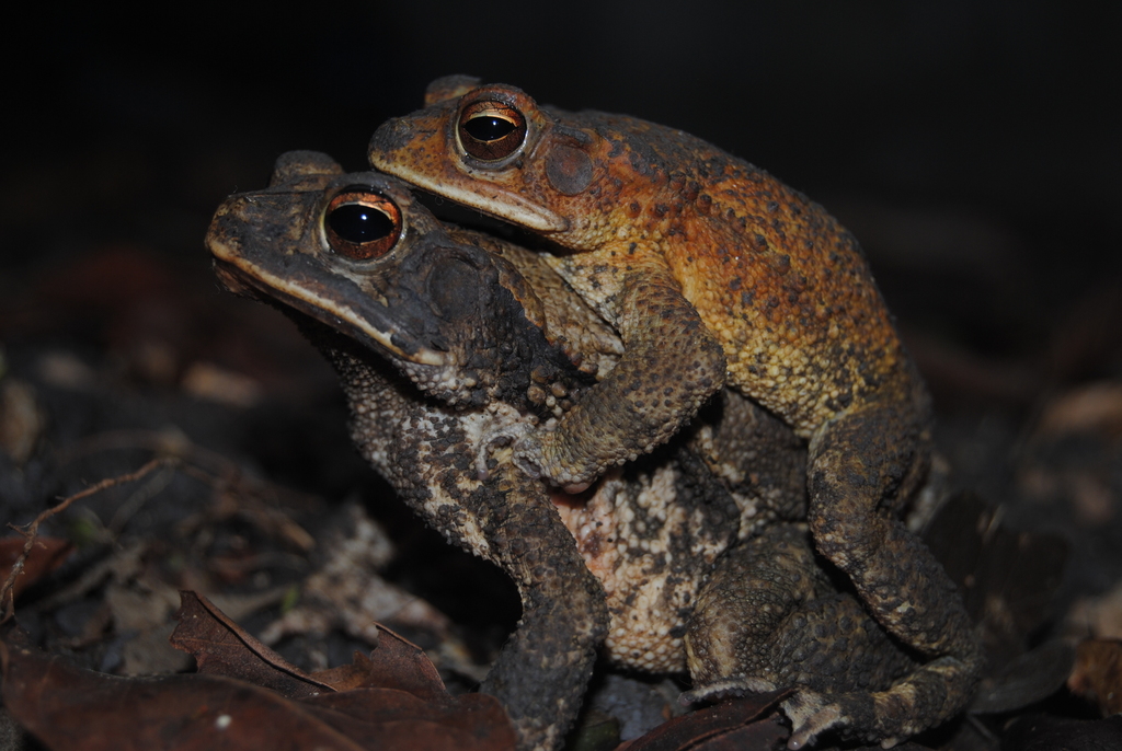 Central American Gulf Coast Toad from Calakmul Municipality, Campeche ...