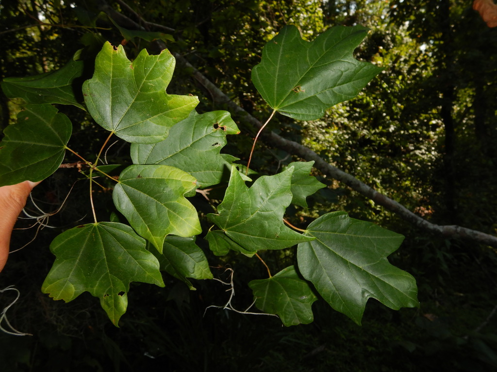 chalk maple from Liberty County, FL, USA on June 17, 2020 at 04:54 PM ...