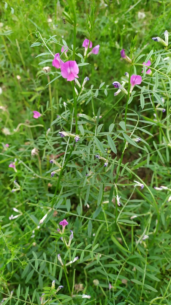 Common Vetch from Лесная, Беларусь on 22 June, 2020 at 06:45 PM by ...