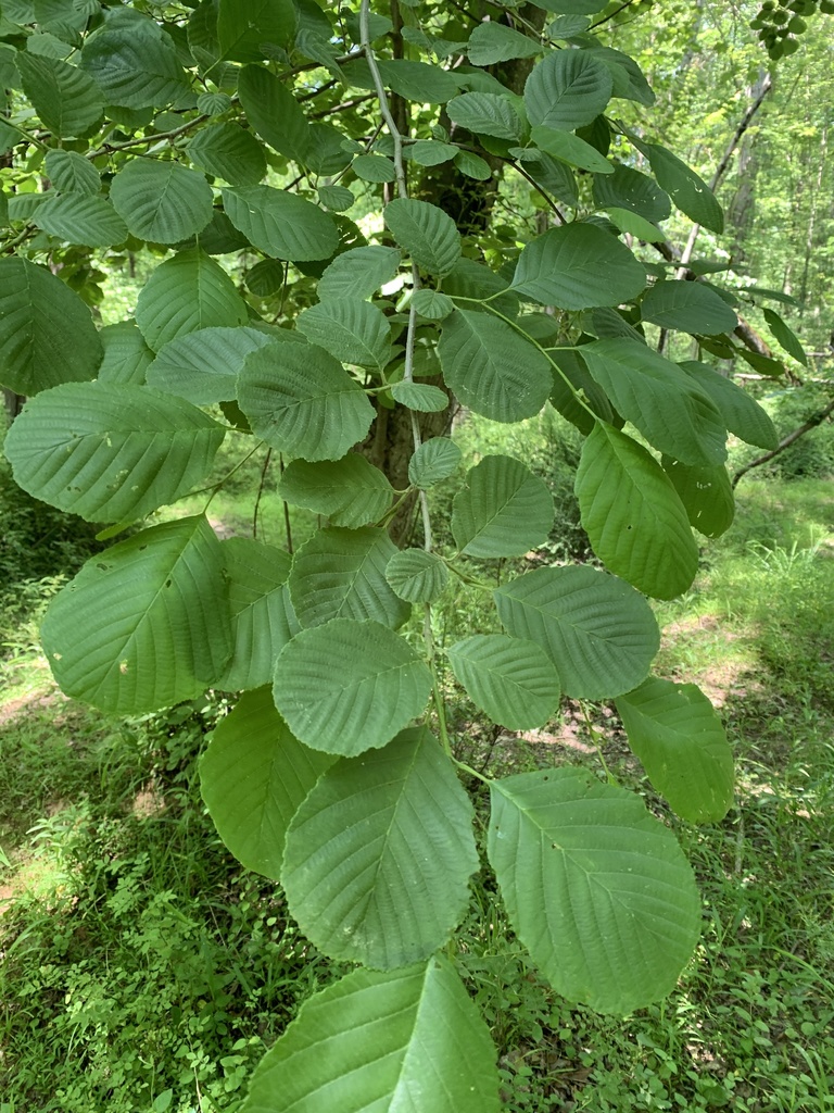 common alder from Shawnee Path, Millington, NJ, US on June 22, 2020 at ...