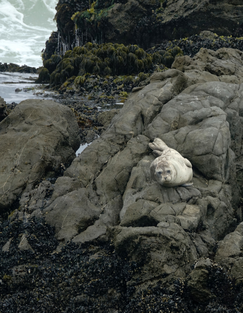 Pacific Harbor Seal from San Mateo County, CA, USA on June 21, 2020 at ...