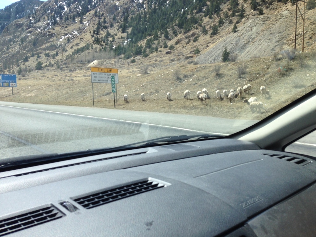 Bighorn Sheep from georgetown colorado on April 20, 2014 by Andrew ...