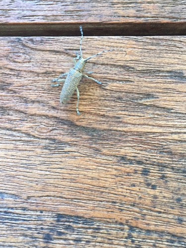 Subspecies Saperda moesta tulari · iNaturalist