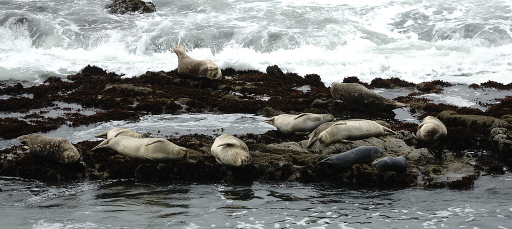 Pacific Harbor Seal from San Mateo County, CA, USA on June 21, 2020 at ...
