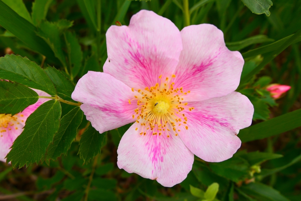 prairie rose from Felton on June 21, 2020 at 12:18 PM by Birgit Pruess ...