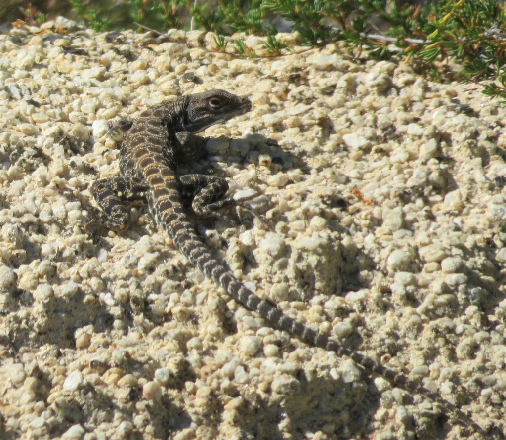 Cope's Leopard Lizard in June 2020 by Brian Hinds. Most Northern ...