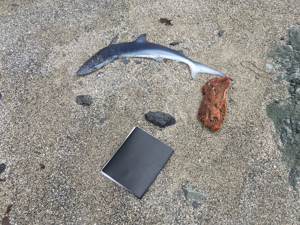 Blue Shark from Wild Pacific Trail on July 5, 2019 by Parks Canada ...