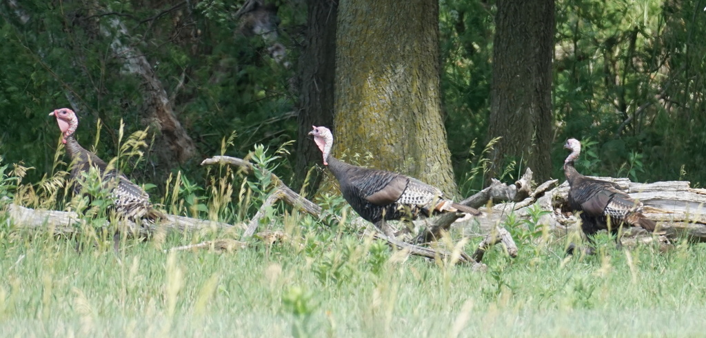 Wild Turkey from Norton County, KS, USA on June 22, 2020 at 03:42 PM by ...