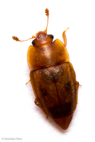 Epuraea corticina · iNaturalist