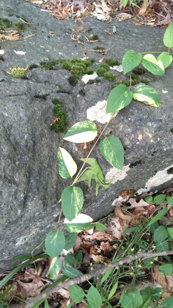 Japanese honeysuckle from Newark, DE, USA on May 24, 2020 at 03:36 PM ...