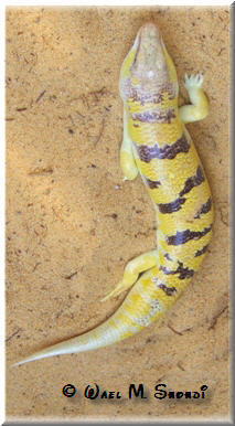 Sandfish Skink from Eastern Desert, eGYPT on June 20, 2008 by Wael M ...